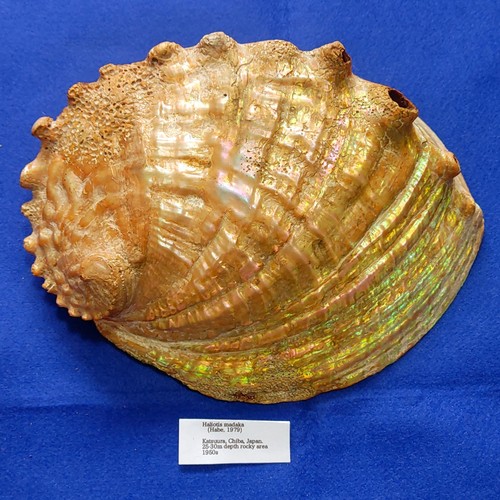 Haliotis madaka 215mm Rare Species GIANT!! Polished Abalone shell Sea ...