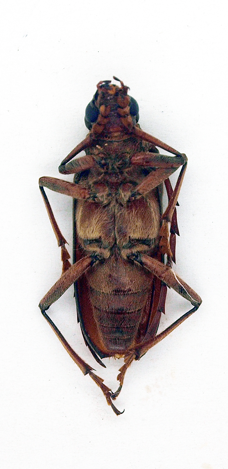 Cerambycidae - Longhorn Beetle - Plocaederus ruficornis (f) 30mm ...