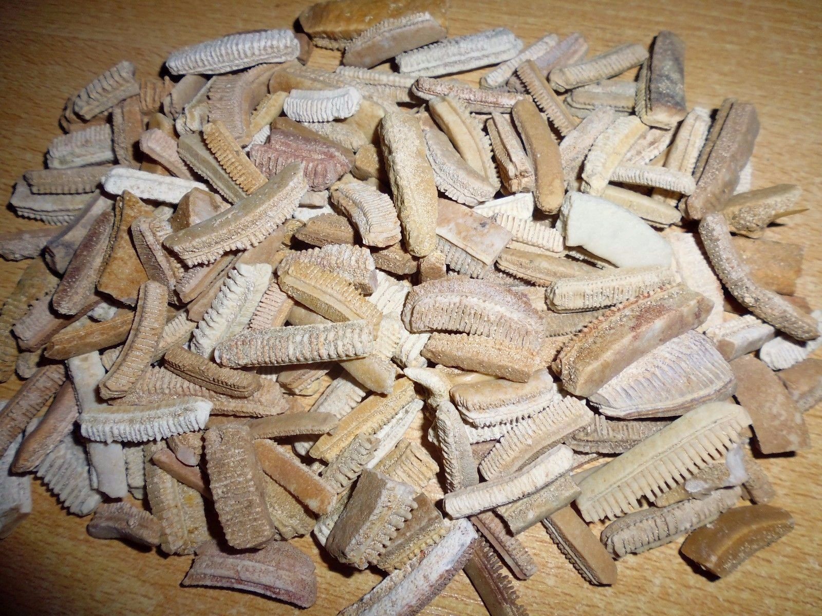 Lot of 15 fossil Myliobatis Eagelray teeth from Morocco Dinosaur age ...