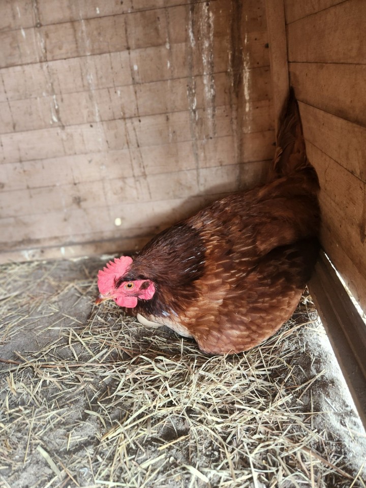 Rhode Island Red hatching eggs 10+ read entire listing | eBay