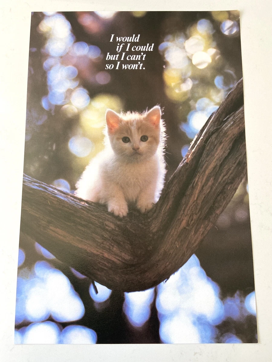 Inspirational Kitten