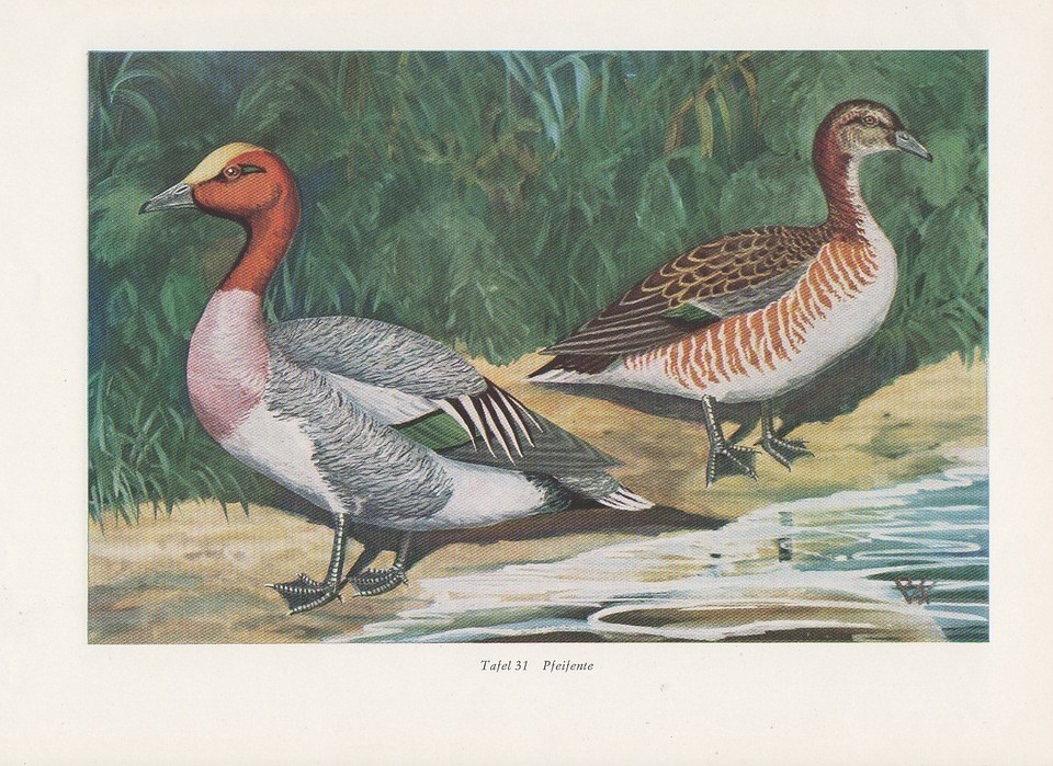 Sickle Anas Falcata Farbdrucke From 1962 Pfeifente Anas Penelope Ducks ...