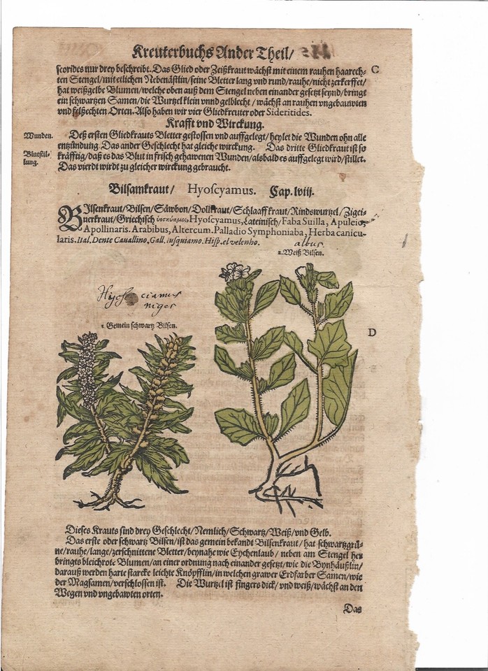 Bockshorn, ägyptisc Bohne Tapsien verm. aus Kreuterbuch, Adam Lonitzer ...