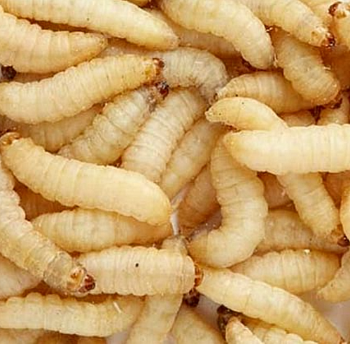Live Waxworms Pet Lizard Food - Alive Wax Worm Fish Bait Bearded Dragon Feeder | eBay
