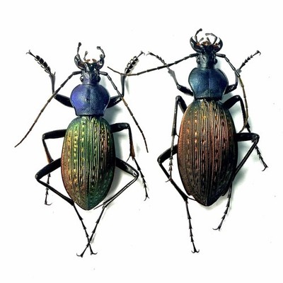 Colorful Carabidae Specimen丨【Rare】Carabus zengae Pair A1 C. Guangdong ...