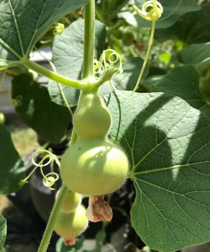 10 Seeds Small Chinese 'Good Luck' Gourd Bottle Calabash | eBay