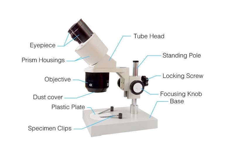 Dissecting Microscope Specimen