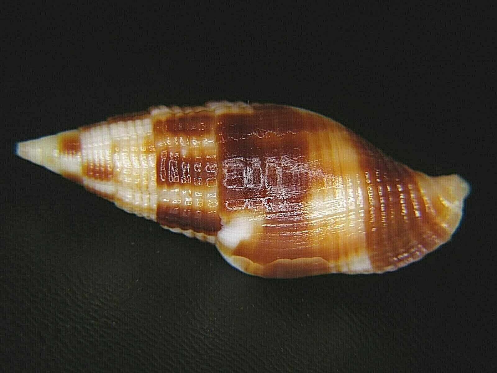 MITRA "NEBULARIA" CONTRACTA: PHILIPPINE MITER @ 32.16MM! | eBay