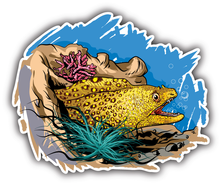 Jeweled Moray Eel Car Bumper Sticker Decal 5'' x 4'' | eBay