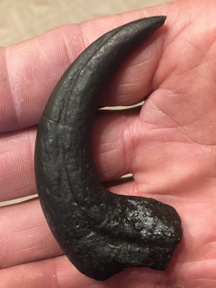 RAPTOR CLAW DINOSAUR FOSSIL BONE VELOCIRAPTOR JURASSIC REPLICA ANCIENT ...