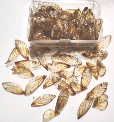 Cicada Wing Lot 38+PCS Insect Specimen Collection Biology Jewelry Brood ...