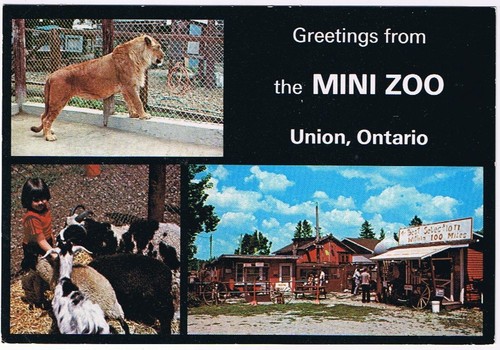 Postcard Greetings From The Mini Zoo Union Ontario | eBay