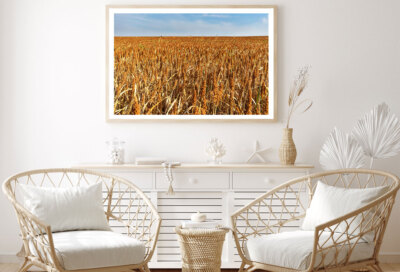 Field of Dry Sorghum Plants Print Premium Poster High Quality choose ...