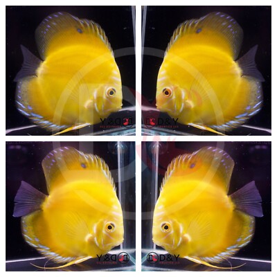 Pack of 1 Live Discus Fish - Golden Raffalisa Discus - Size 4.5in - 5in ...