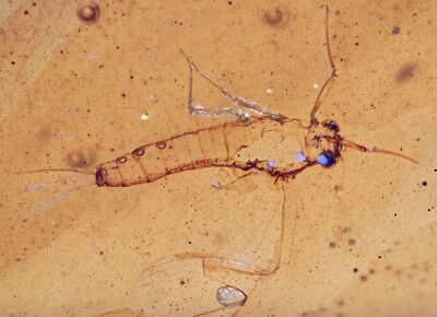 Scarce Ephemeroptera (Mayfly), Fossil inclusion in Burmese Amber | eBay