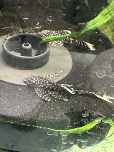 Long Fin White Tip bristlenose pleco live fish 1 -1.5 | eBay