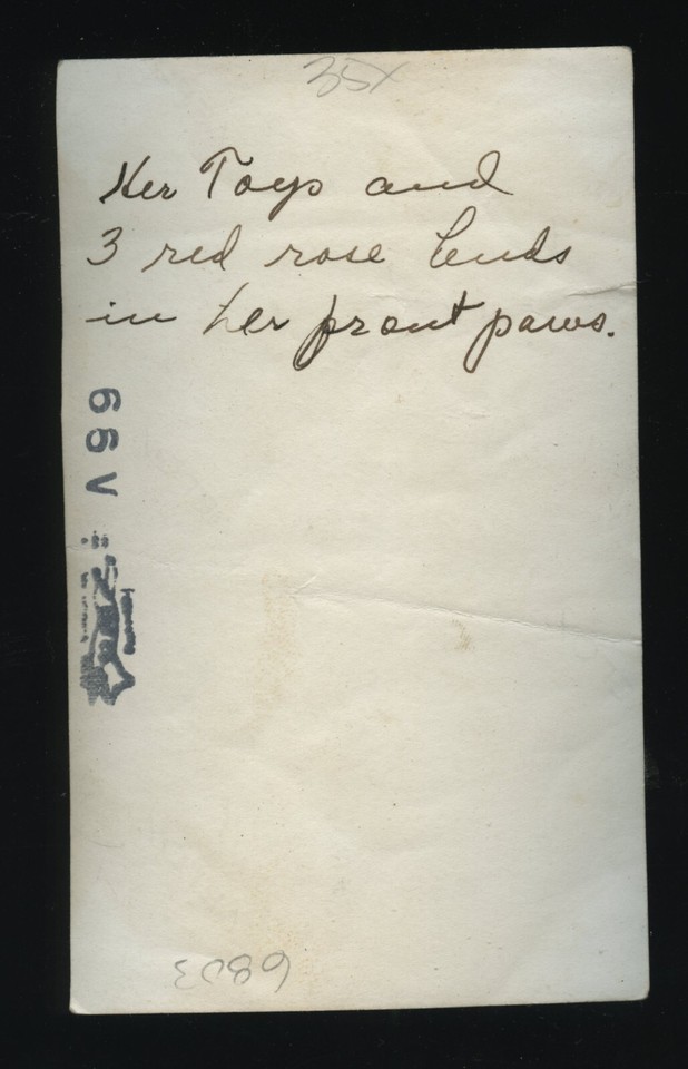Very Sad Post Mortem Dog in Coffin with Toys + Note VTG Snapshot Photo ...