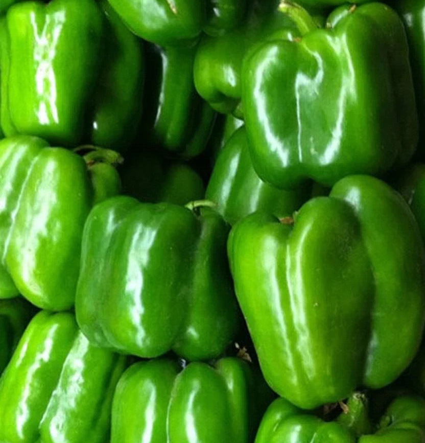 GREEN BELL PEPPER SEEDS 50+ KEYSTONE RESISTANT GIANT sweet CAPISCUM ...