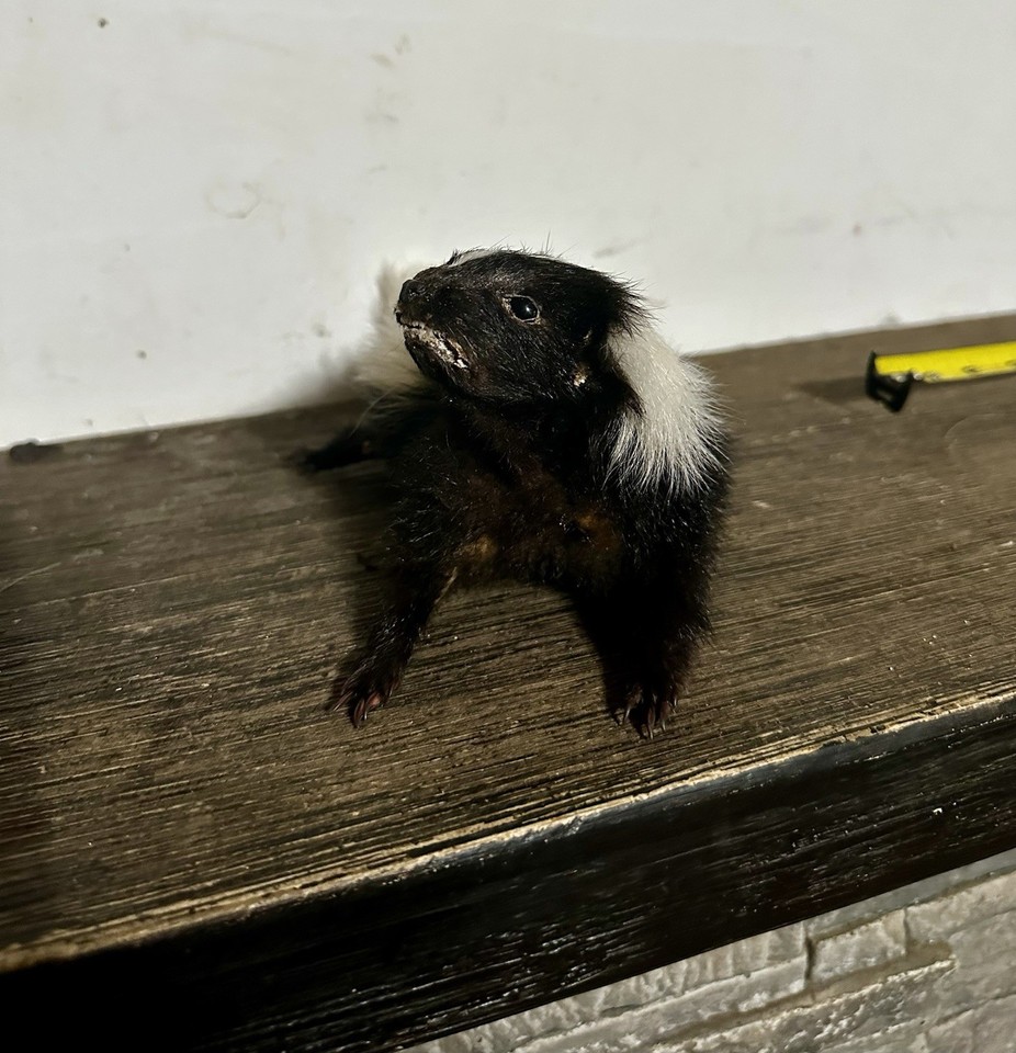 Super Cute Taxidermy Baby Skunk Mount #2 | eBay