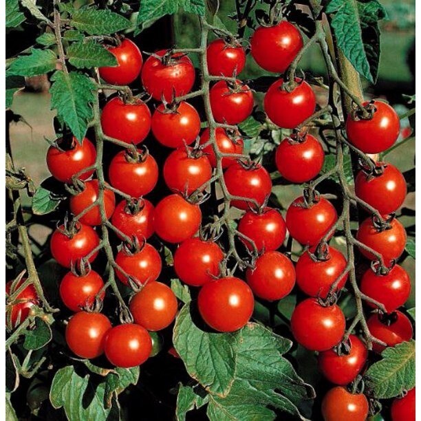 WATERFALL TOMATOES SEEDS - SWEET - HIGH YIELD - HEIRLOOM - ORGANIC ...