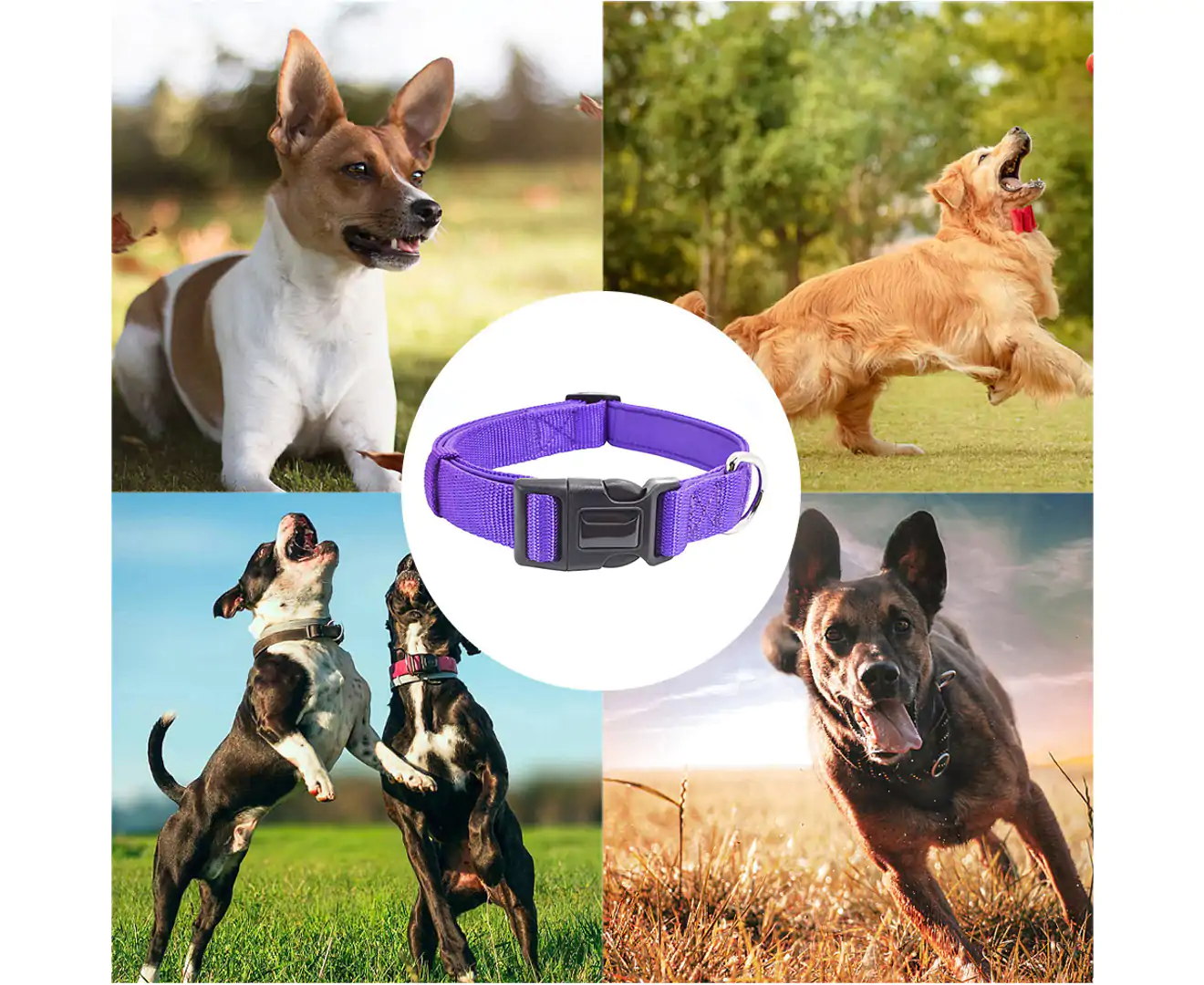 Dog Collar, Advanced Basic Collar for Small, Medium and Large Dogs ...