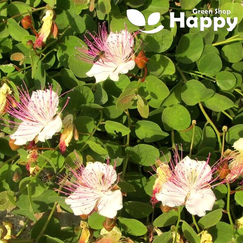 CAPER BUSH SEEDS Capers vegetable - 30 SEEDS - Flinders rose - Capparis ...