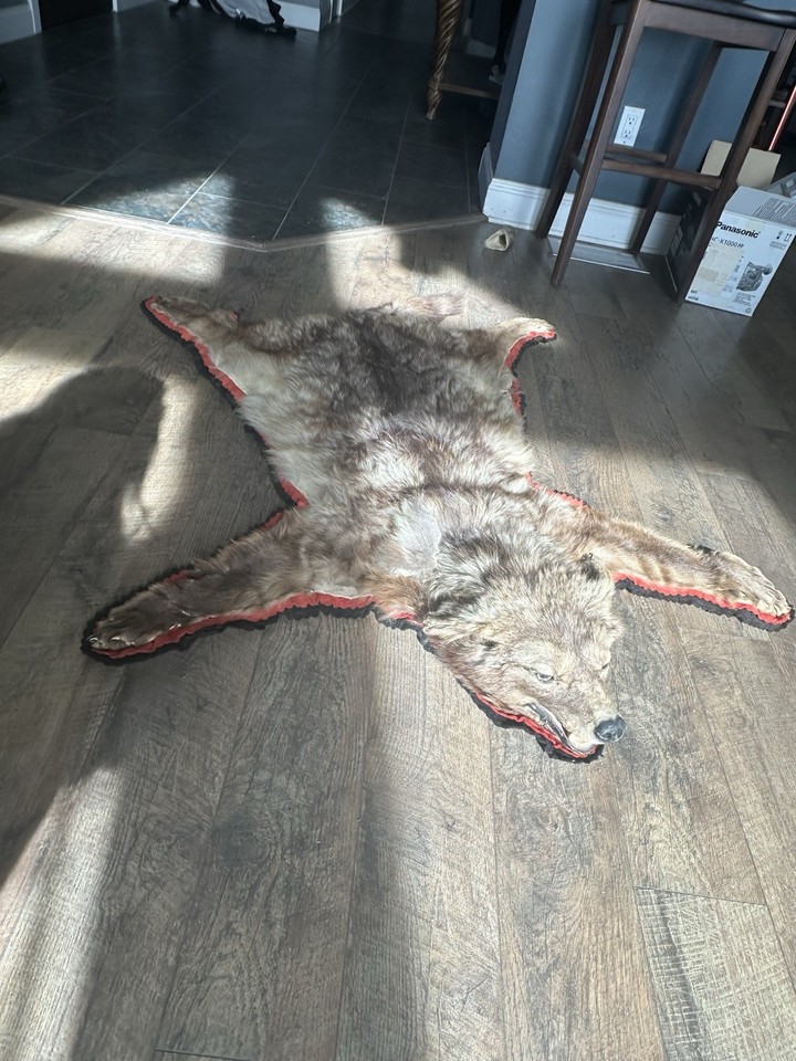 Vintage Real Wolverine Fur Rug with Head – Taxidermy Cabin Lodge Décor ...