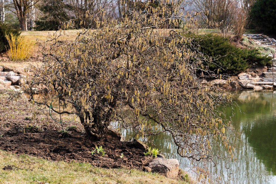 5 EUROPEAN HAZELNUT TREE aka Common Filbert Corylus Avellana Fruit Nut ...
