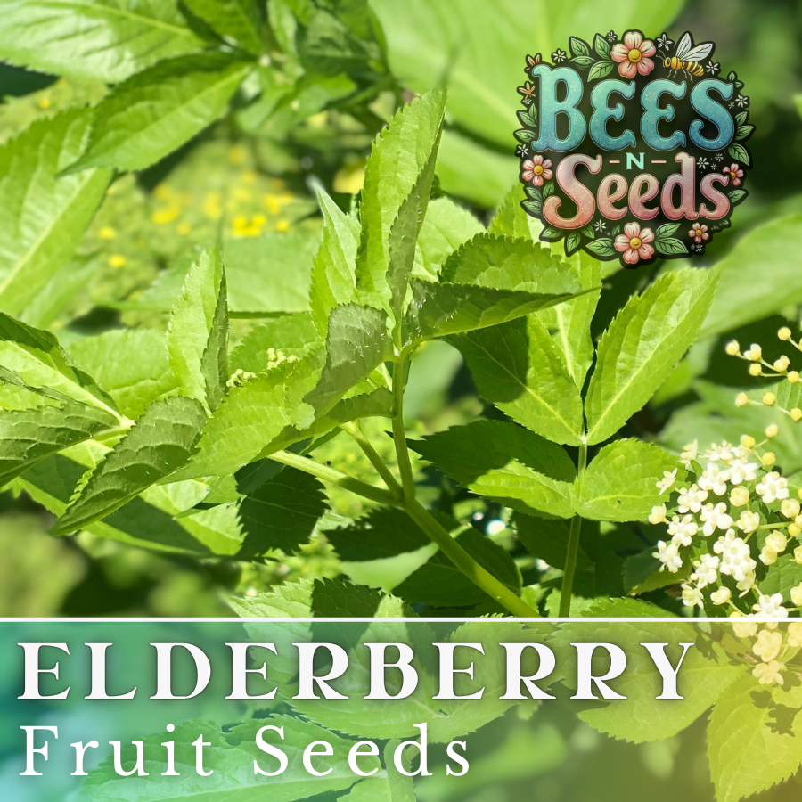 Verity Elderberry Seeds 175 or 450 Seeds Fruit Seeds, Non GMO, Berry ...