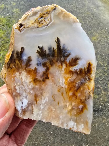 (OOAK) Graveyard Point Plume Agate Museum Grade Rare Collectors Grade ...
