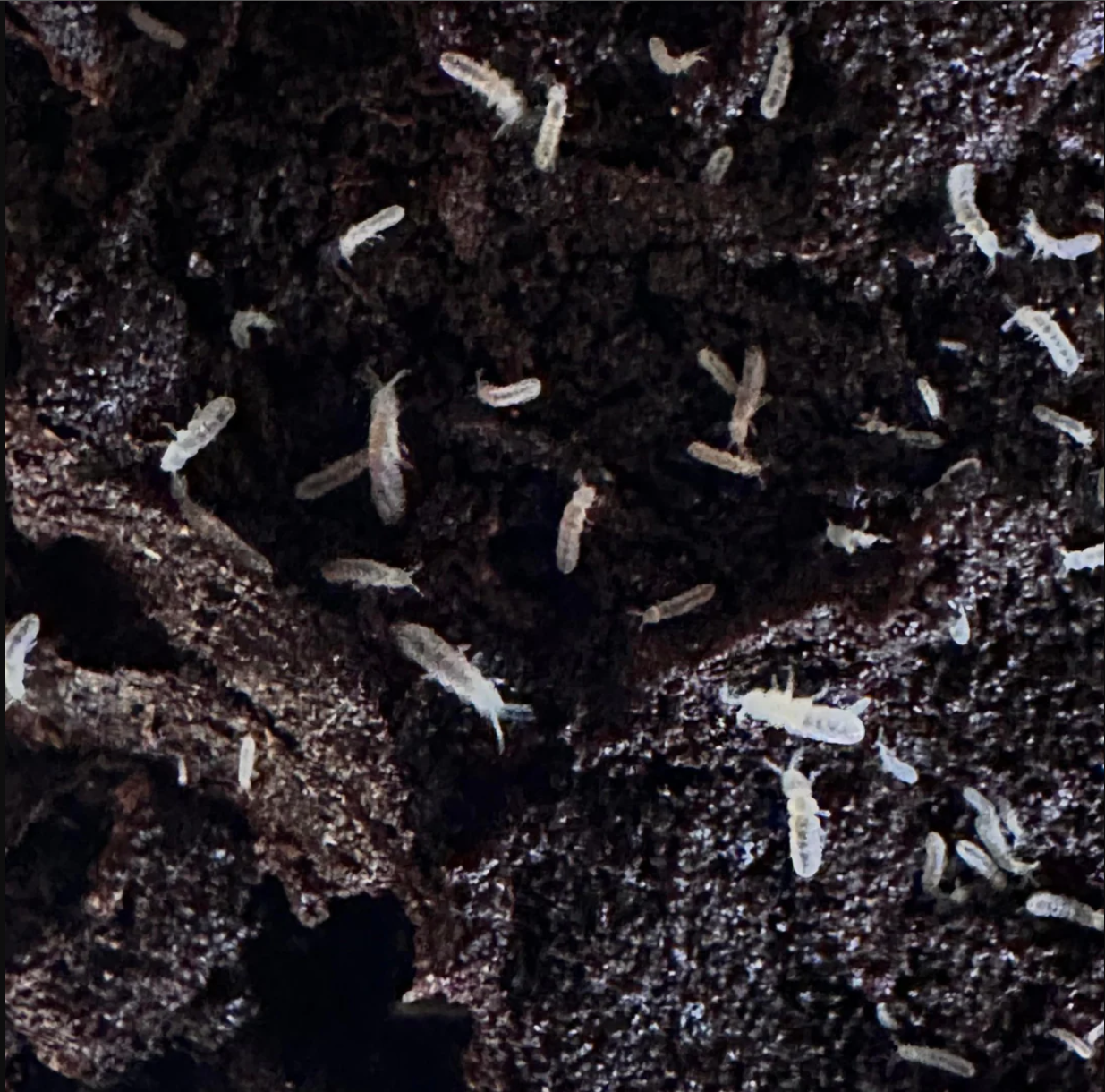 Live Tropical Springtails Culture for Bioactive Terrariums Live Arrival ...