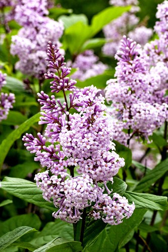 Syringa wolfii (Wolf's Lilac) x 1 plant. Hardy, fragrant lilac flowers ...