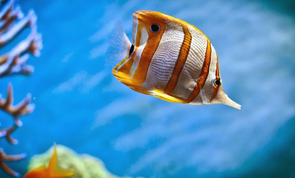 Prettiest Ocean Fish