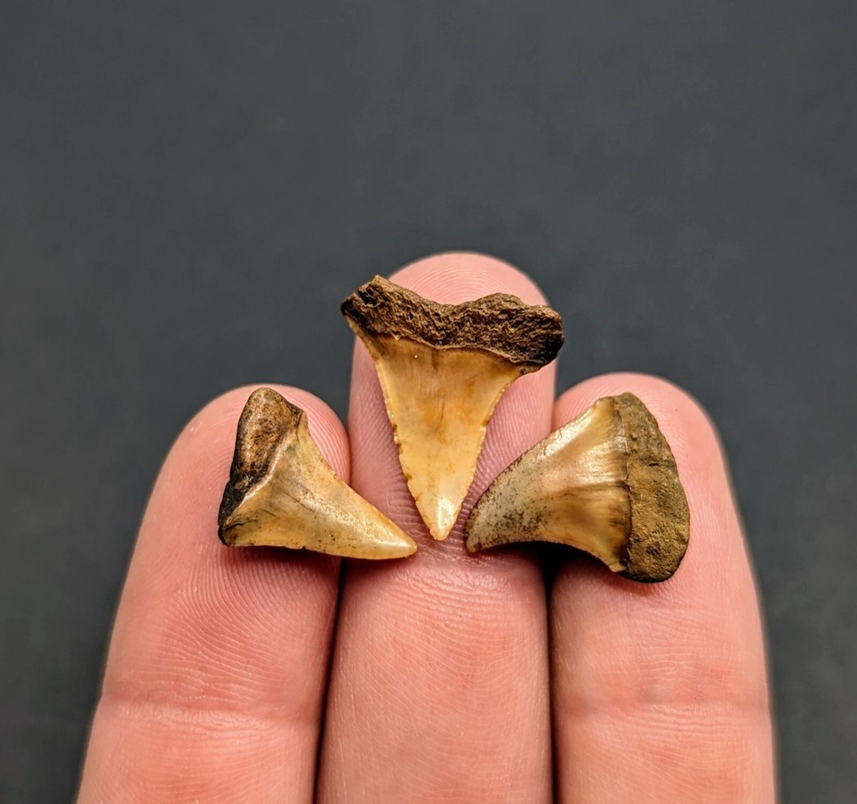 Three Gorgeous Orange Mako Shark Teeth From Rare North Florida Eocene ...