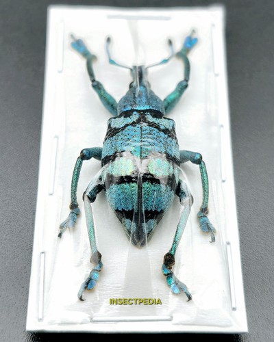 Eupholus porioni A1 (Jewel Weevil) Beetle Insect : A1 Condition | eBay