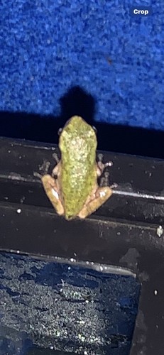 PRIVATE SALE - 6 LIVE- Cope’s Grey Tree Froglets- Hyla chrysoscelis: | eBay