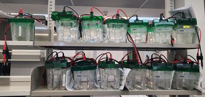 Bio-Rad Electrophoresis apparatus Criterion Cell | eBay