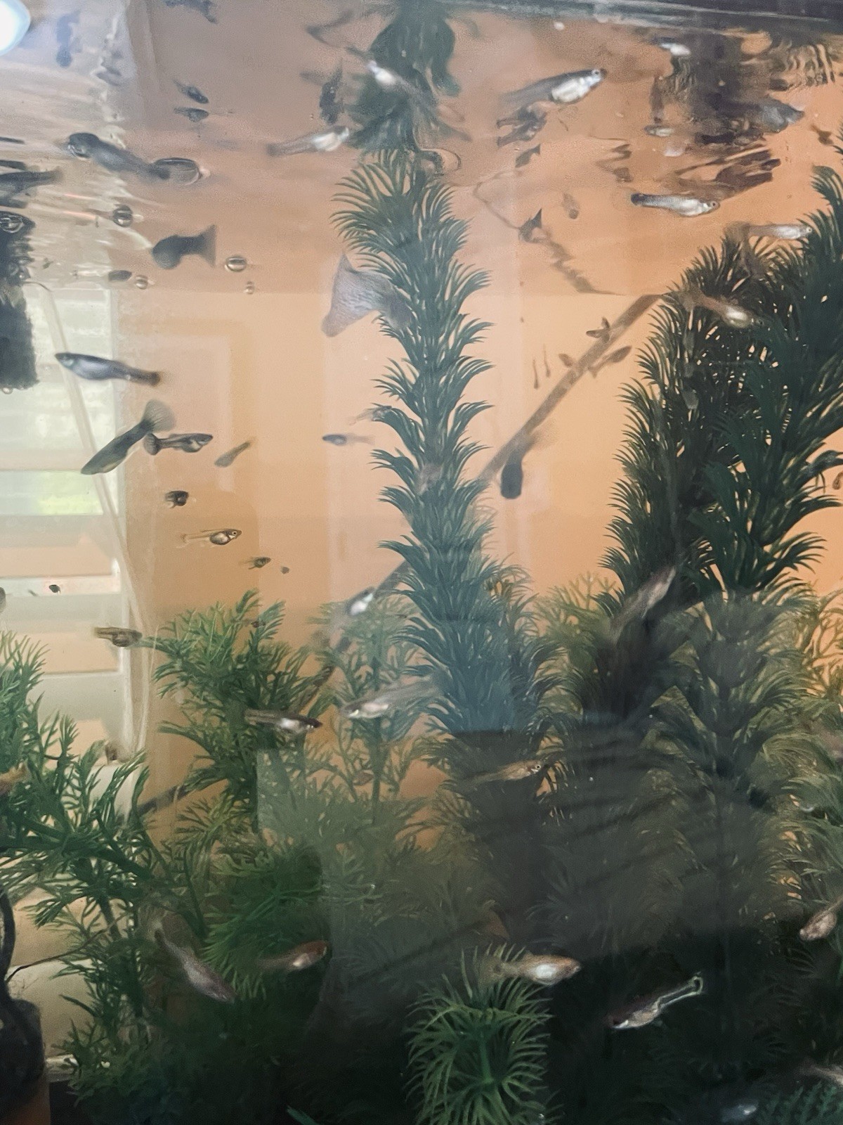 GUPPIES SPECIAL Top Quality Live Fish…Random Pick of 10 (male,female ...