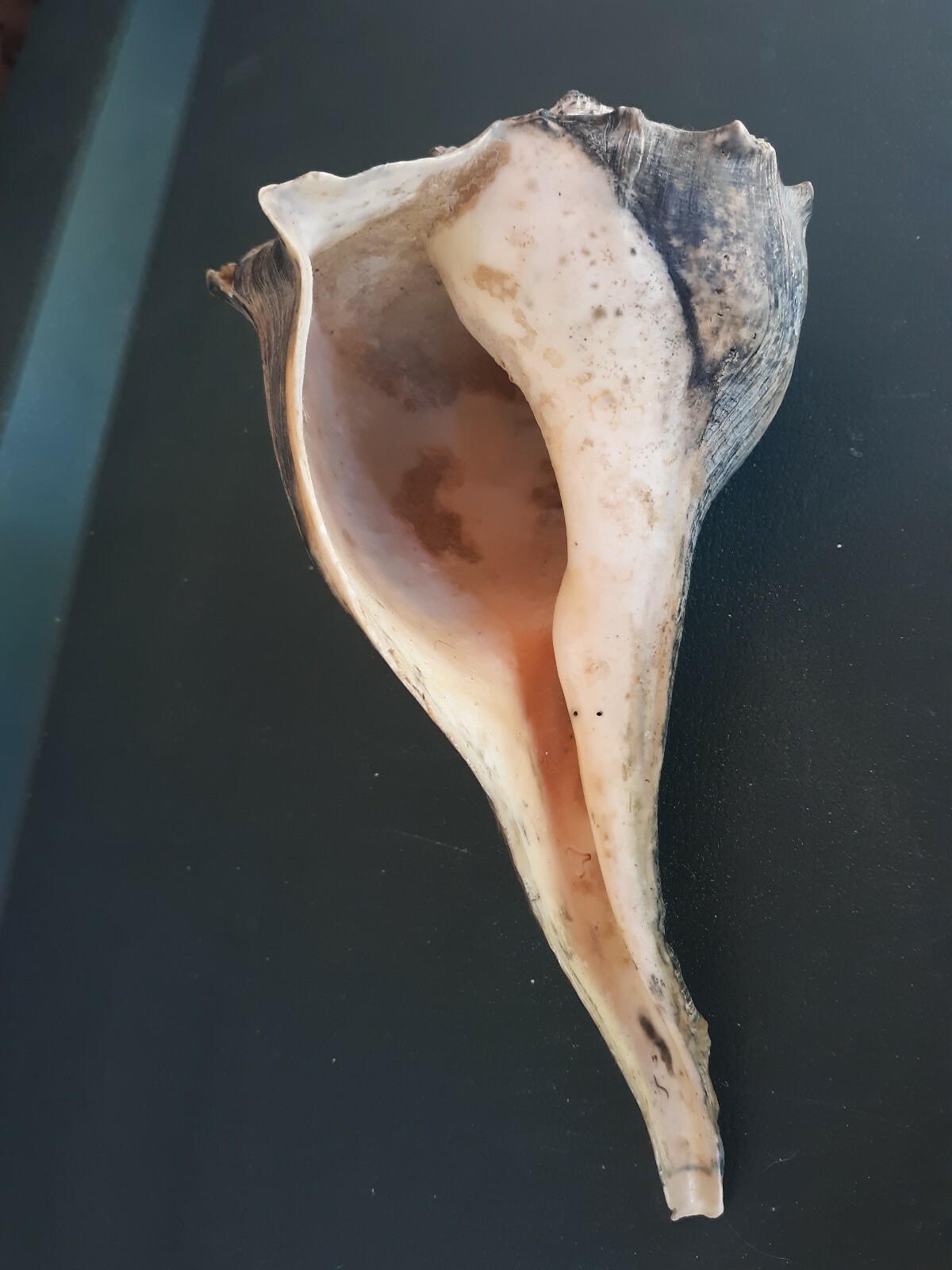 Conch Shell Natural Tritons Horn Seashell Shells Clam Large 10" x 5 ...