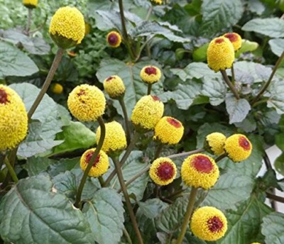 Acmella oleracea | Buzz Buttons | Electric Daisy | Toothache Plant | 20 ...