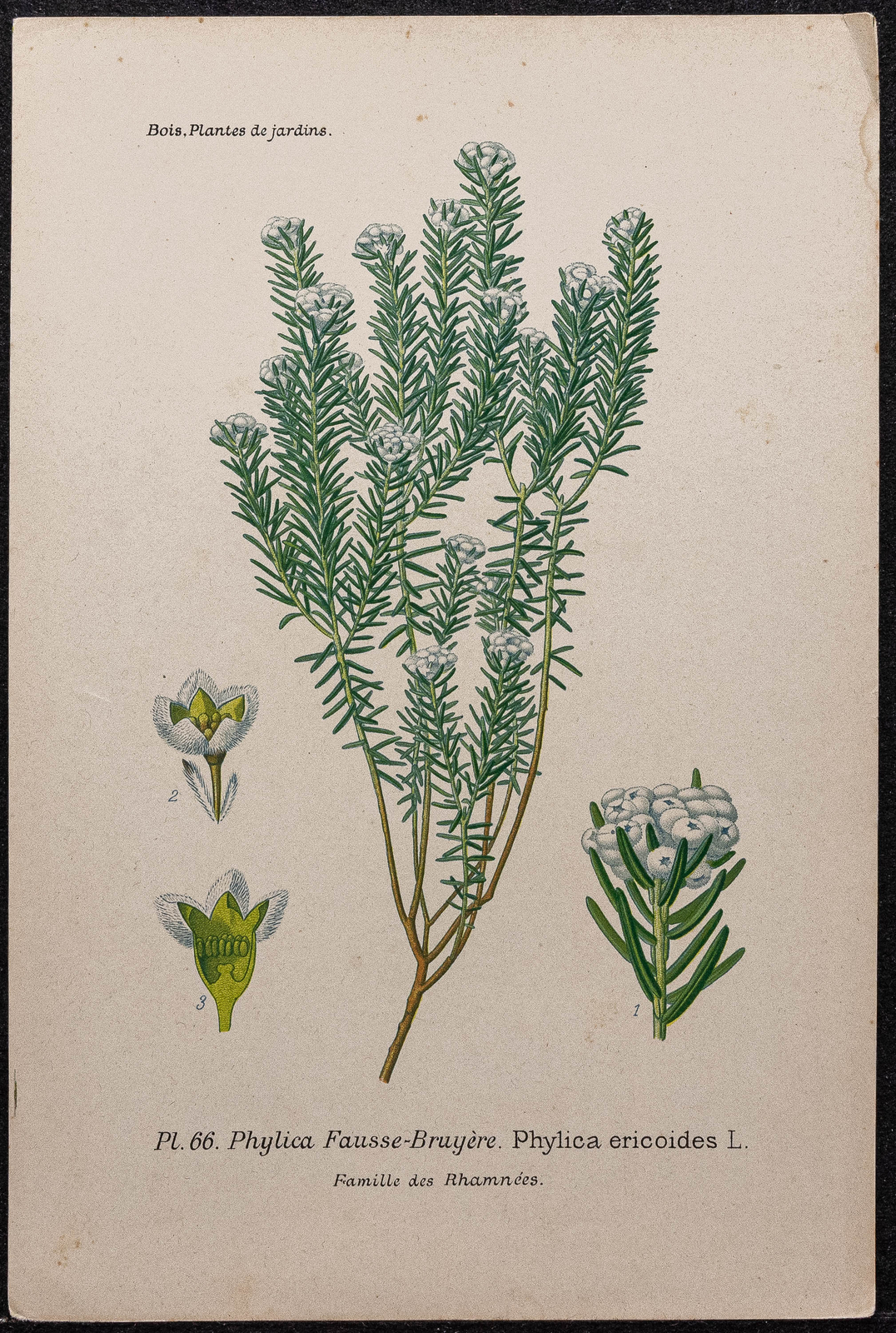 1896 - Phylica Ericoides - IN Colors Per Desired Wood - Plant And ...