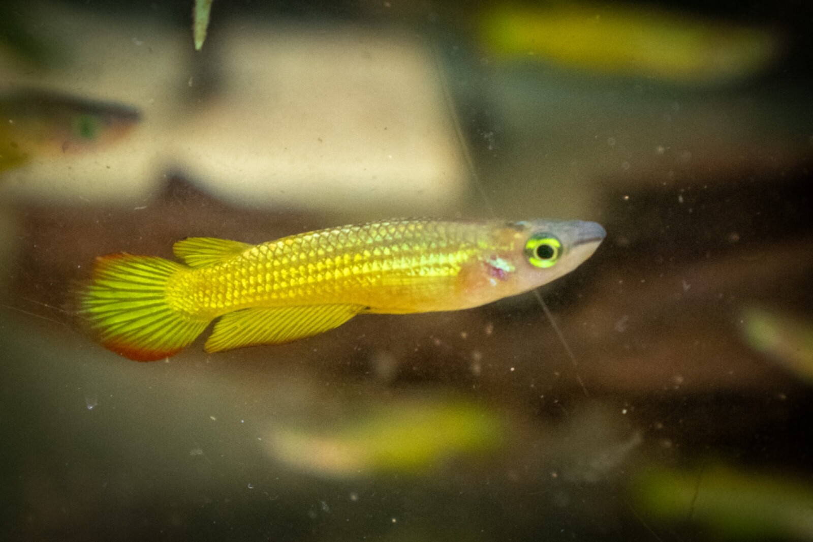 Aphyosemion volcanum killifish species profile >> killi.co.uk