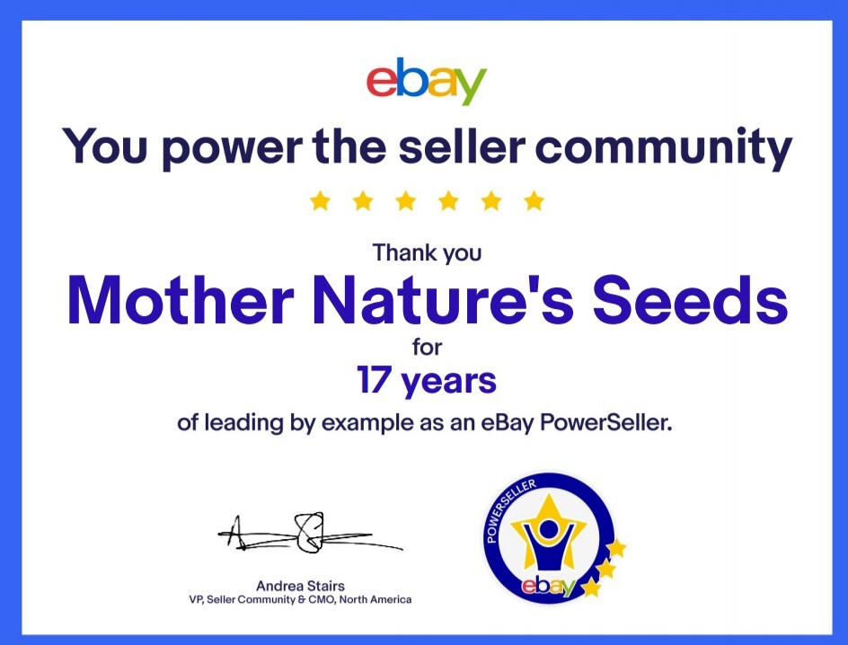 Sunflower MEXICAN TORCH Bees, Butterflies, Hummingbirds USA Non-GMO 100 ...