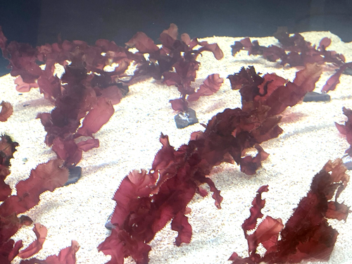 No more orders until 1st January 2026 - Cryptonemia Crenulata Macro ...