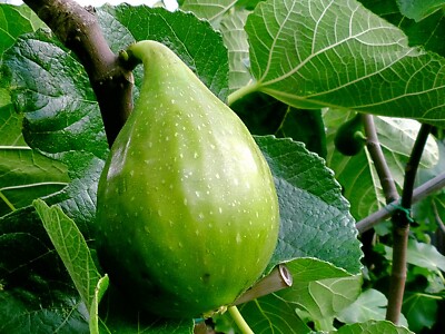 fig tree desert king variety beautiful figs superb taste healthy plant ...