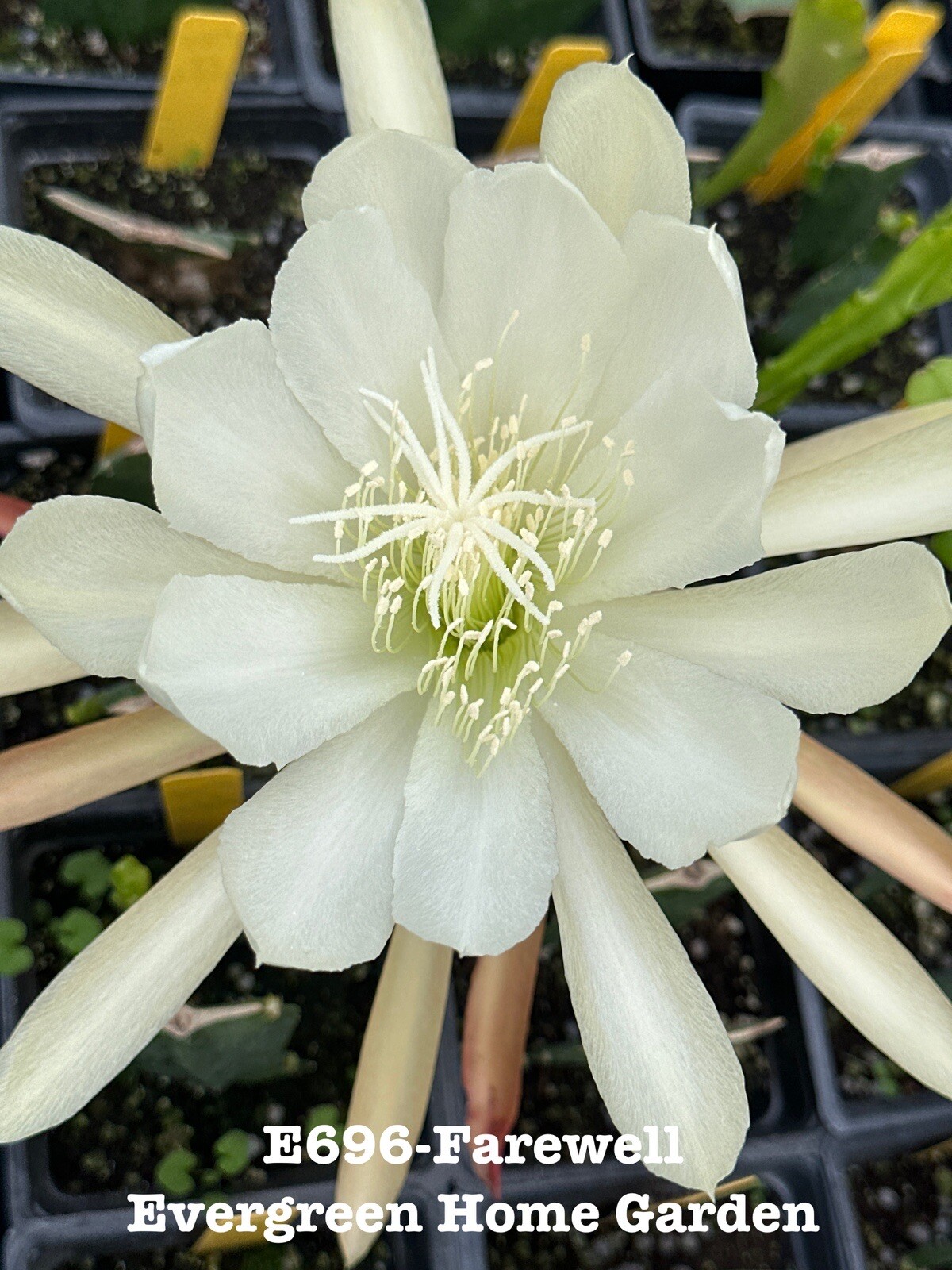 Rooted Epiphyllum Orchid Cactus “June Salute” Growing In 4” Starter Pot ...