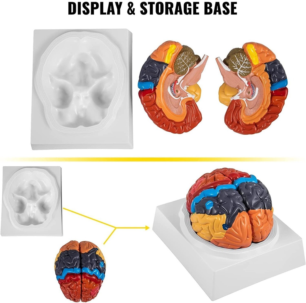 Brain Model