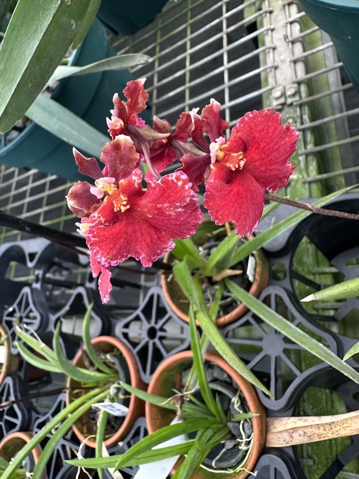 Three Different Tolumnia Equitant Orchid Plant Oncidium 3 Plants IN ...