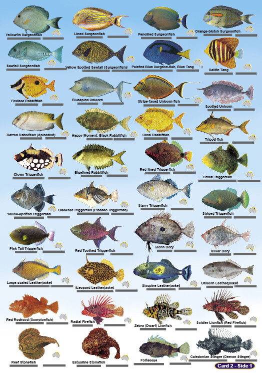 Great Barrier Reef Fish Identification Fish Can Be Fooled – Just