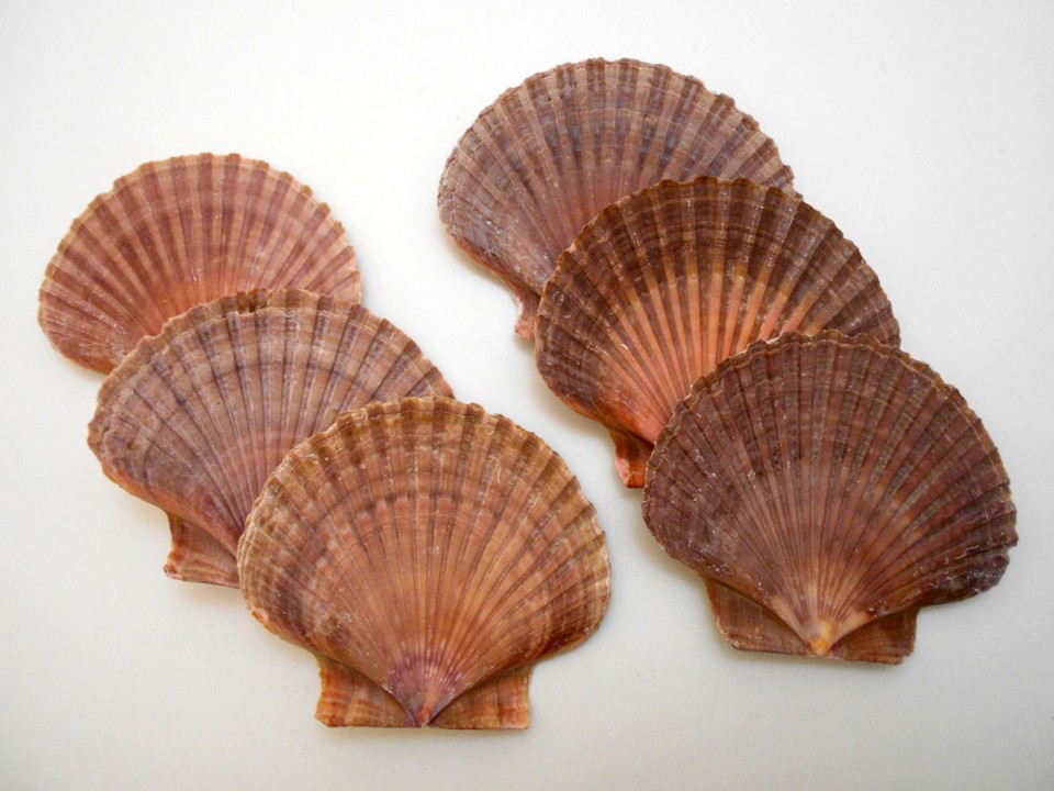 12 Mexican Flat Scallop Shells Seashells Large 3" Crafts Coastal Beach ...
